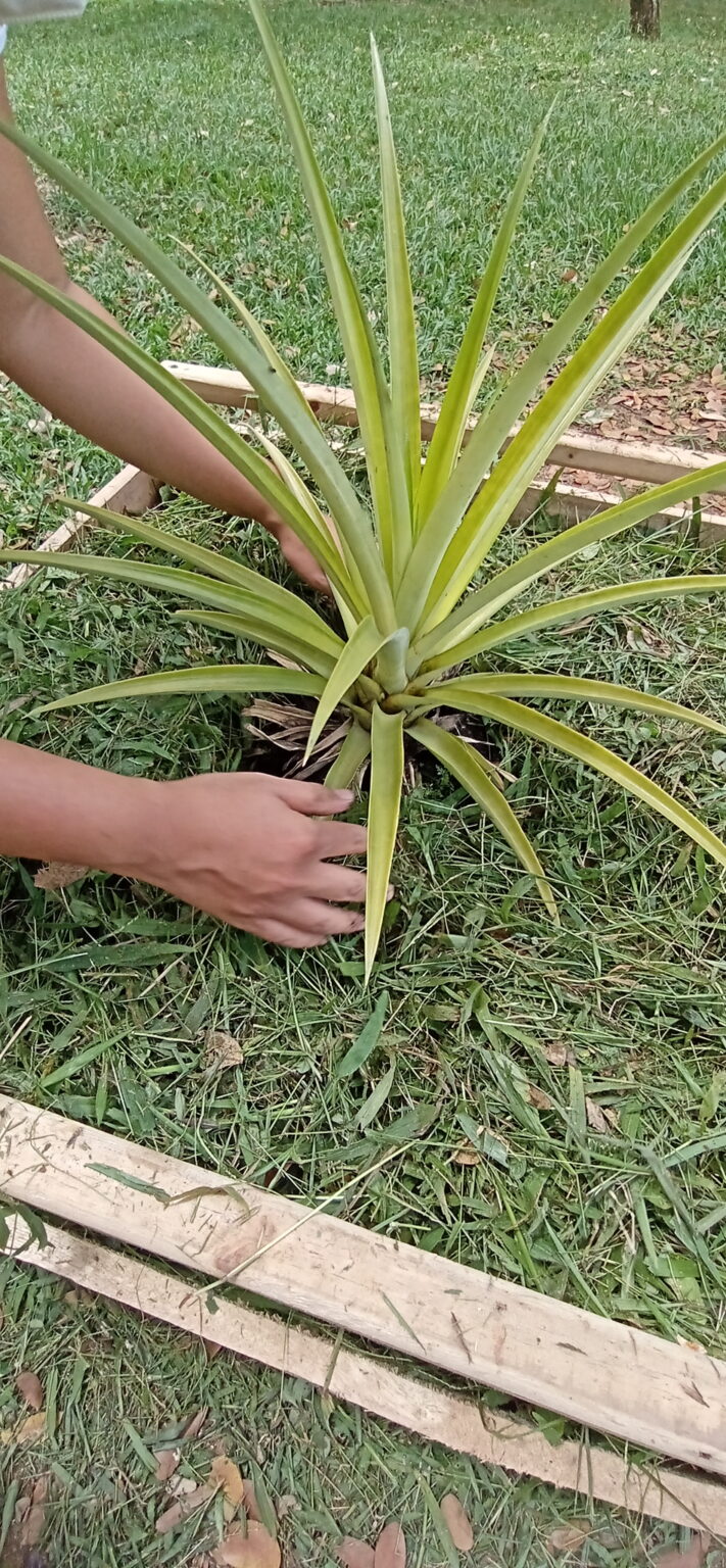 Paca Digestora Silva - Two Glass